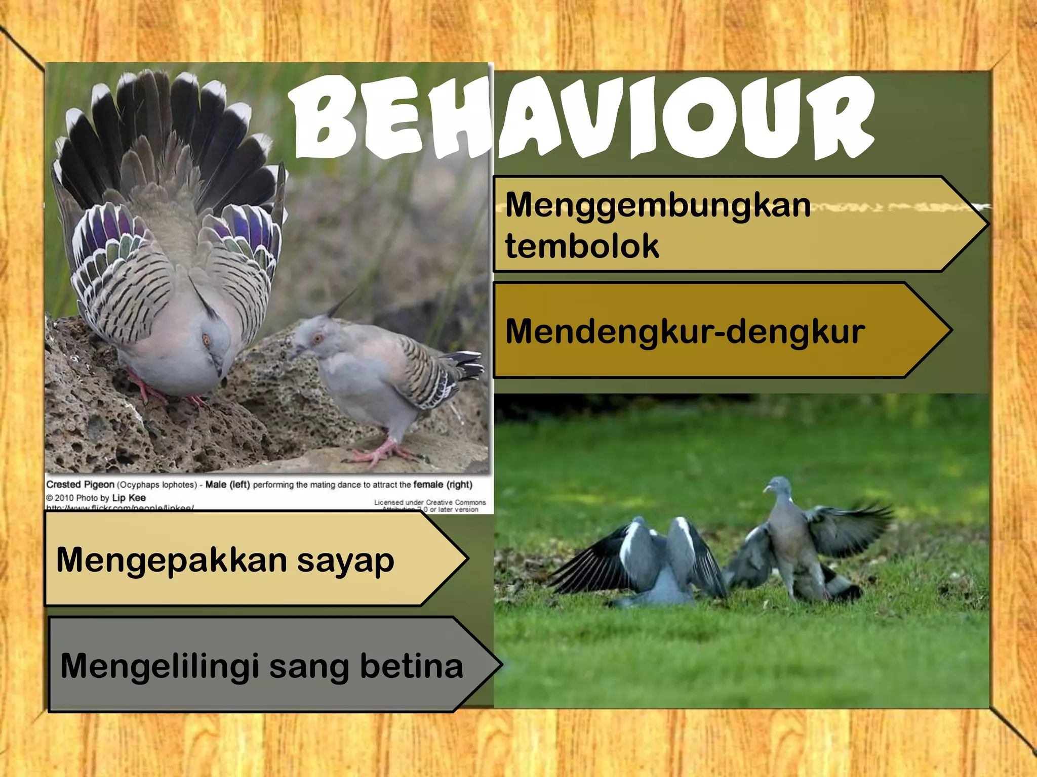 Kel v anatomi aves | PPTX