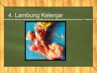 Kel v anatomi aves | PPTX