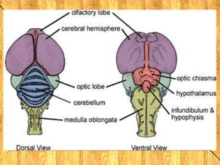 Kel v anatomi aves | PPTX