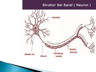 SISTEM SARAF | PPT