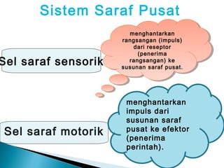 SISTEM SARAF | PPT