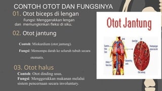 MATERI 1 - ANATOMI S1 KEBIDANAN OKE .pptx