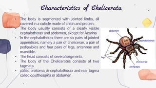 Subphylum Chelicerata Examples