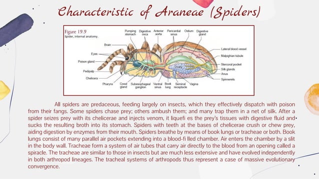 Subphylum Chelicerata.pdf