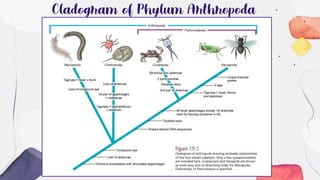 Subphylum Chelicerata Examples