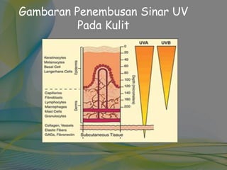 Kel 13 kelas m preparat untuk suntan & sunscreen | PPTX