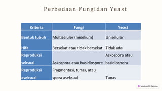 KEL1 FUNGI MIKROBIOLOGIiiiiiiiiiiiii.pdf