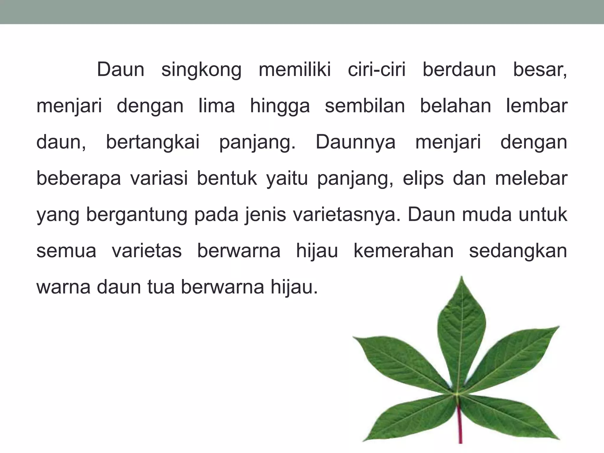 daun singkong | PPTX
