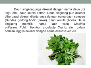 daun singkong | PPT | Free Download