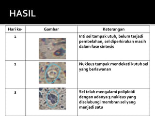 PPT Genetika: Poliploid | PPTX