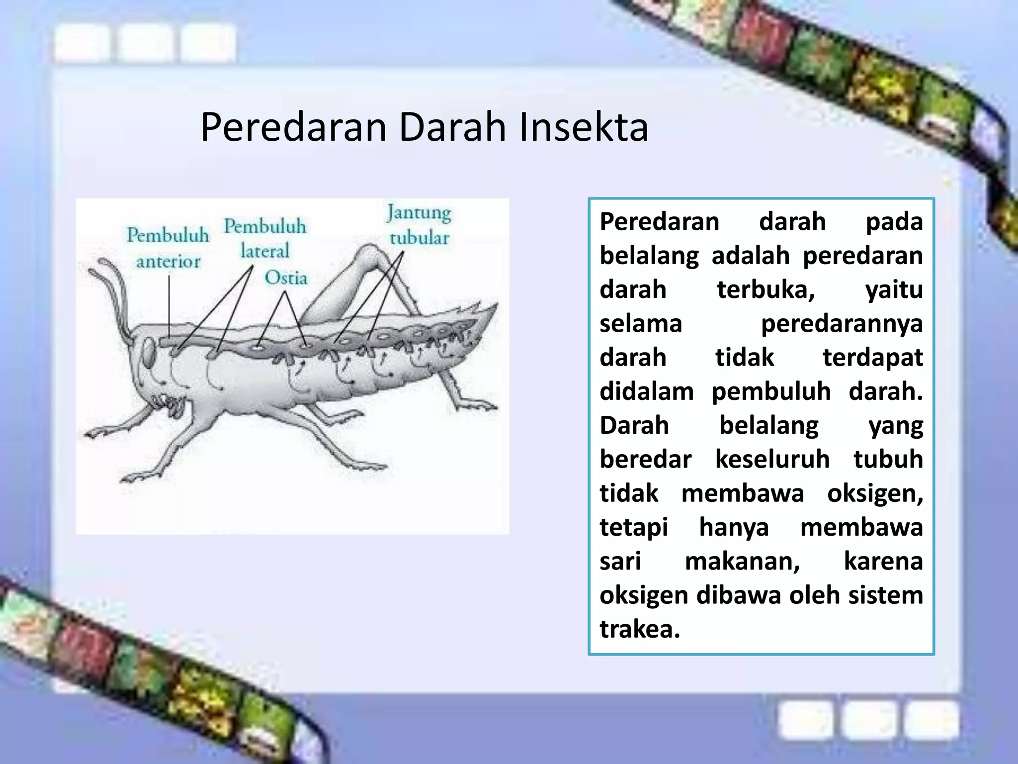 Sistem peredaran darah | PPTX