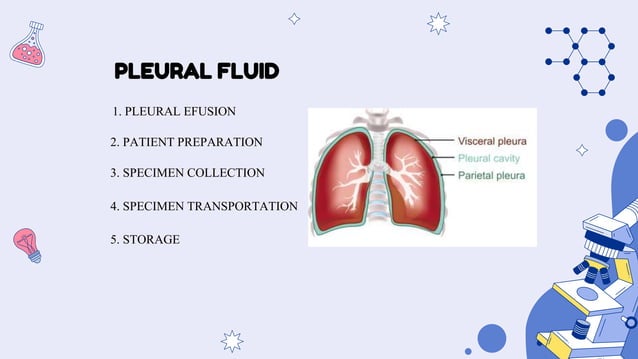 KEL 2 PLEBO ENGLISH PLEURA.pptx