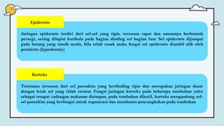 Kel 2_Struktur Anatomi pada akar batang daun | PPT