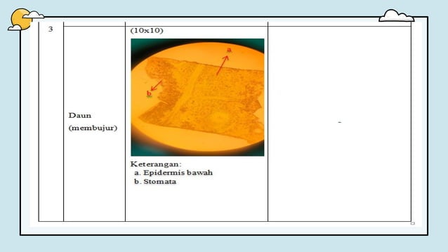 Kel 2_Struktur Anatomi pada akar batang daun | PPT