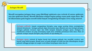 Kel 2_Struktur Anatomi pada akar batang daun | PPT