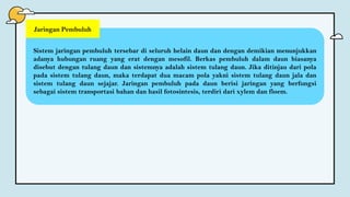Kel 2_Struktur Anatomi pada akar batang daun | PPTX