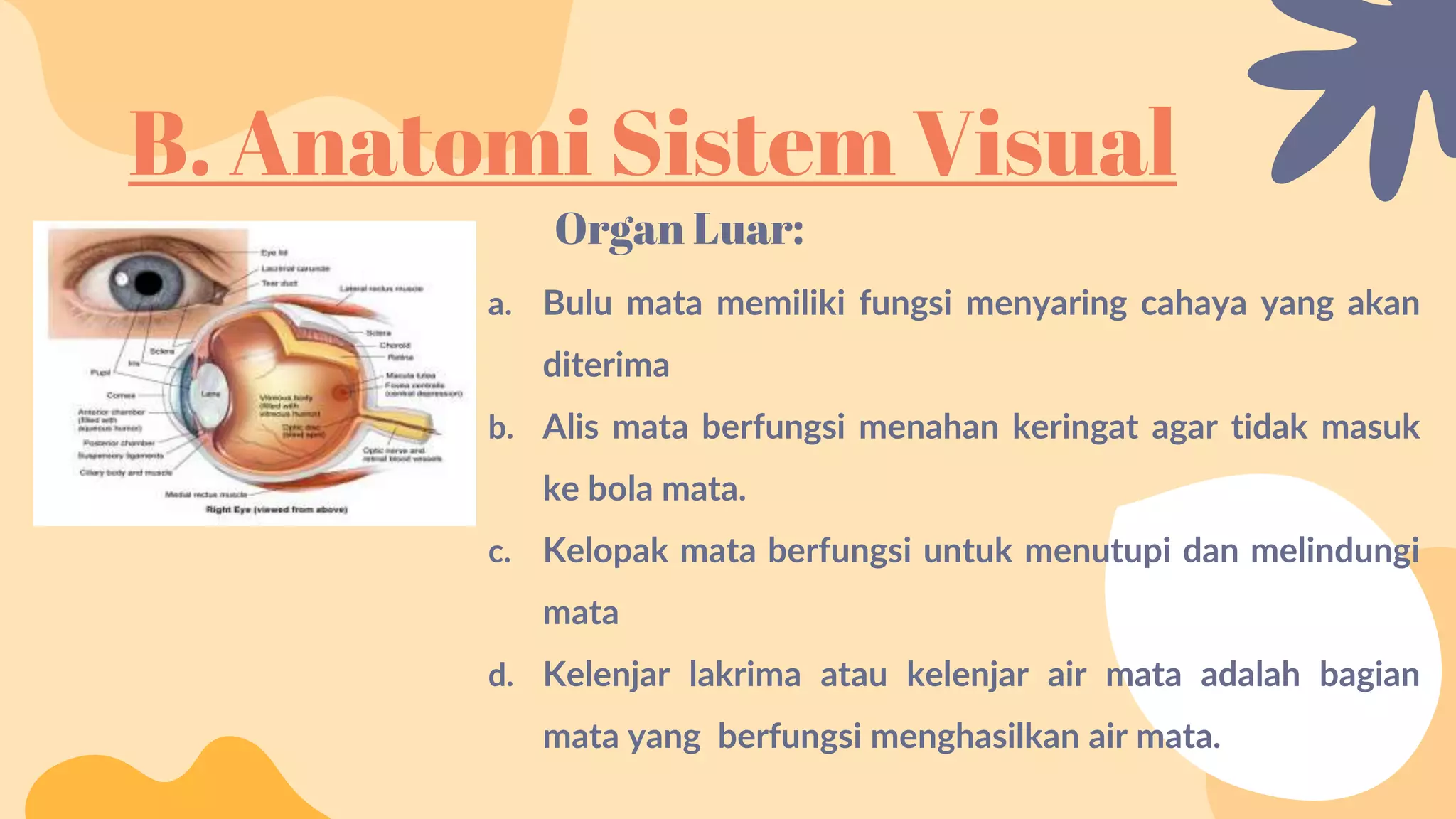KEL 3 BIOPSIKOLOGI (Sistem Visual).pptx