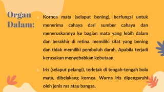 KEL 3 BIOPSIKOLOGI (Sistem Visual).pptx