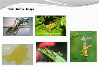 Siklus Hidup dan Sistem Peredaran Darah Serangga | PPT