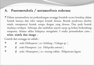 Siklus Hidup dan Sistem Peredaran Darah Serangga | PPT