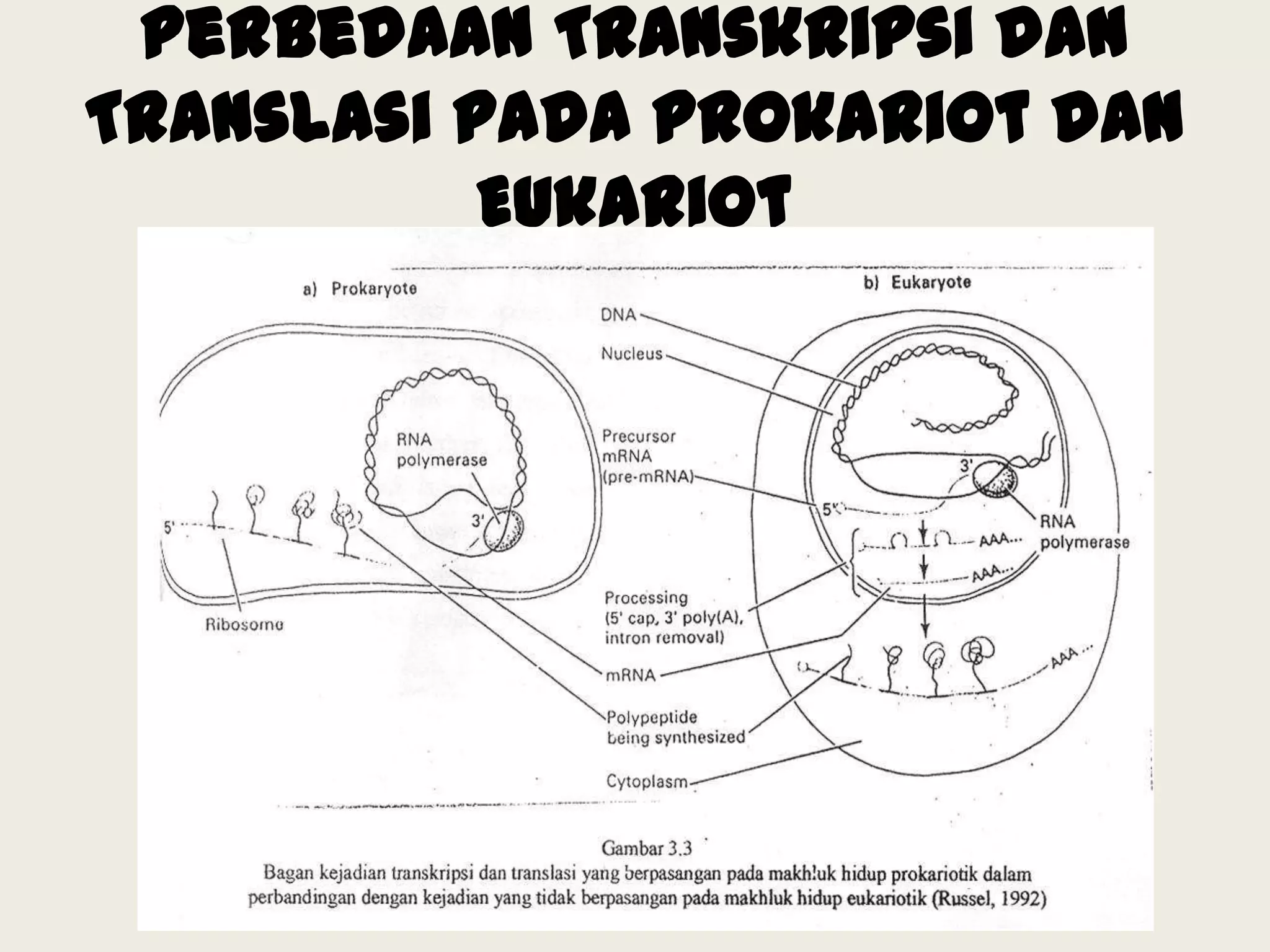 Kel 3 perbedaan transkripsi dan translasi pada prokariot dan eukariot ...