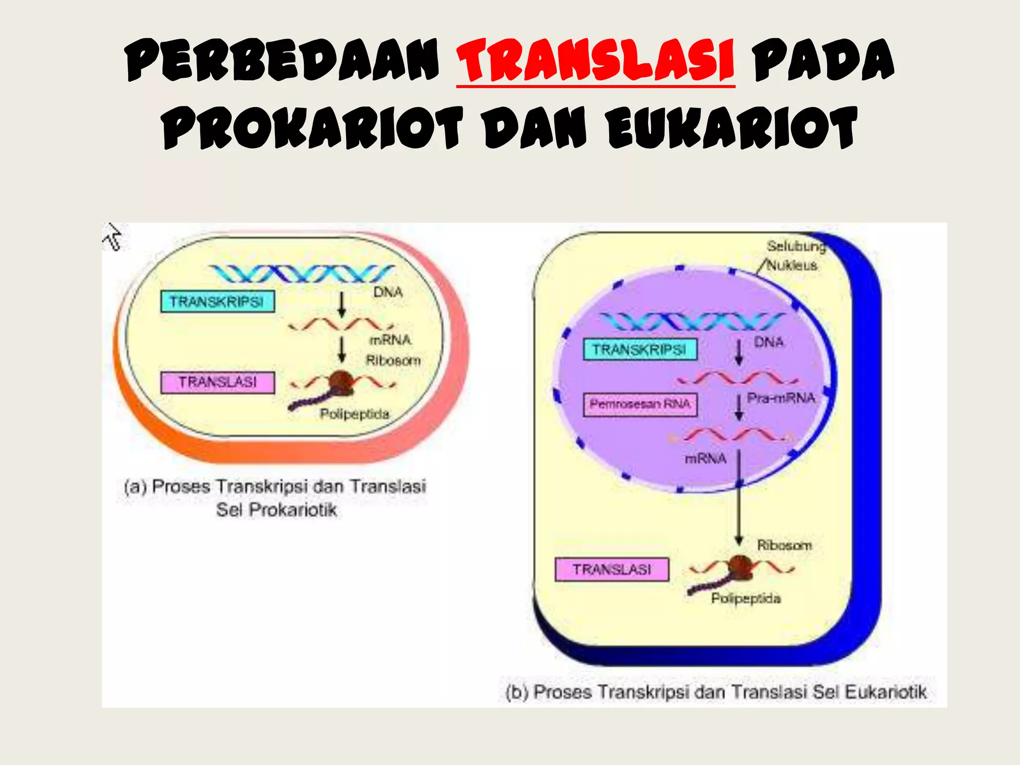 Kel 3 perbedaan transkripsi dan translasi pada prokariot dan eukariot ...