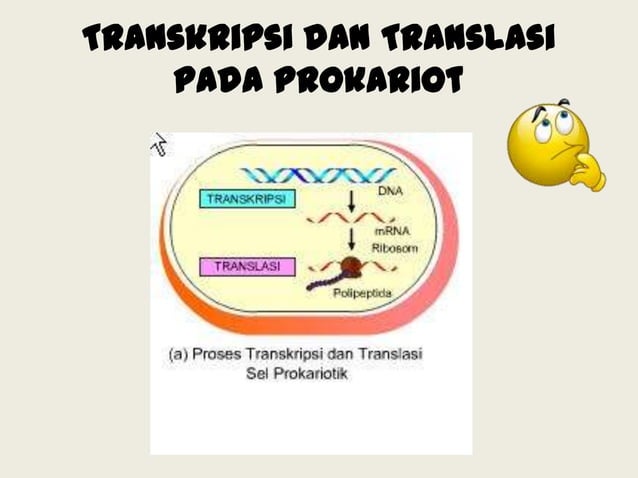 Kel 3 perbedaan transkripsi dan translasi pada prokariot dan eukariot ...
