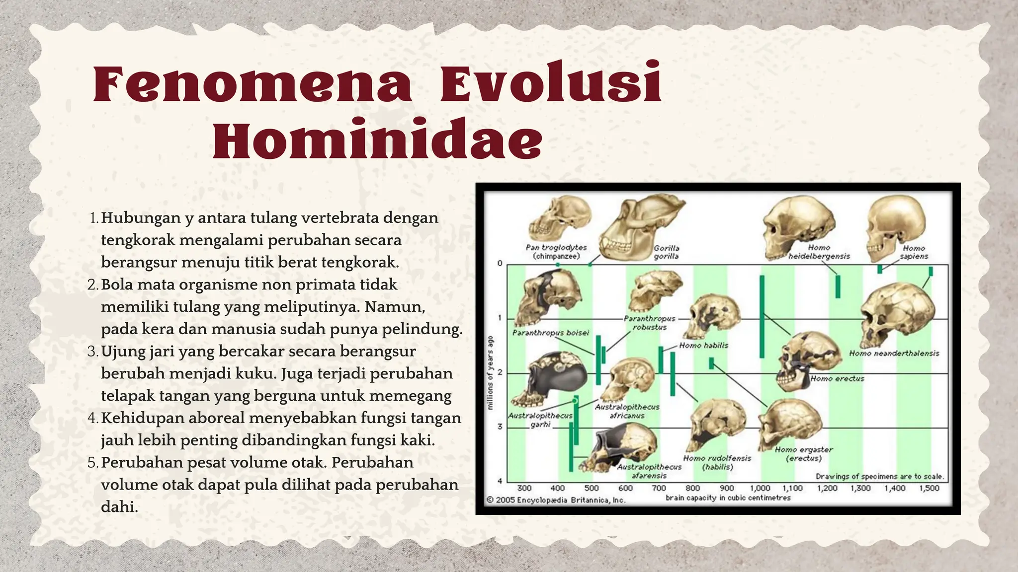 KEL 3_PPT FENOMENA EVOLUSI HOMINIDAE.pdf