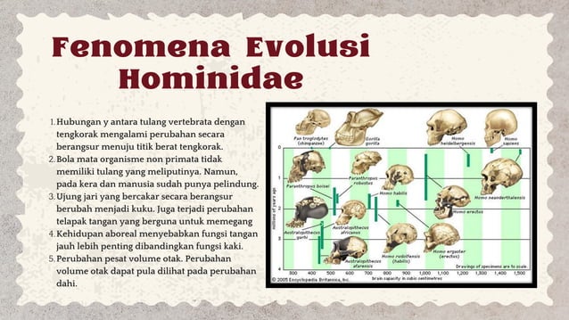 KEL 3_PPT FENOMENA EVOLUSI HOMINIDAE.pdf