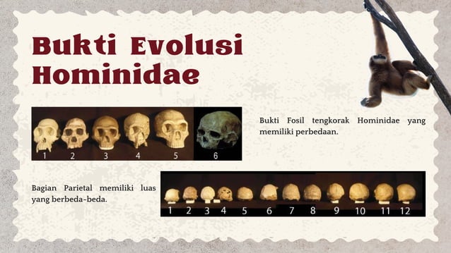 KEL 3_PPT FENOMENA EVOLUSI HOMINIDAE.pdf