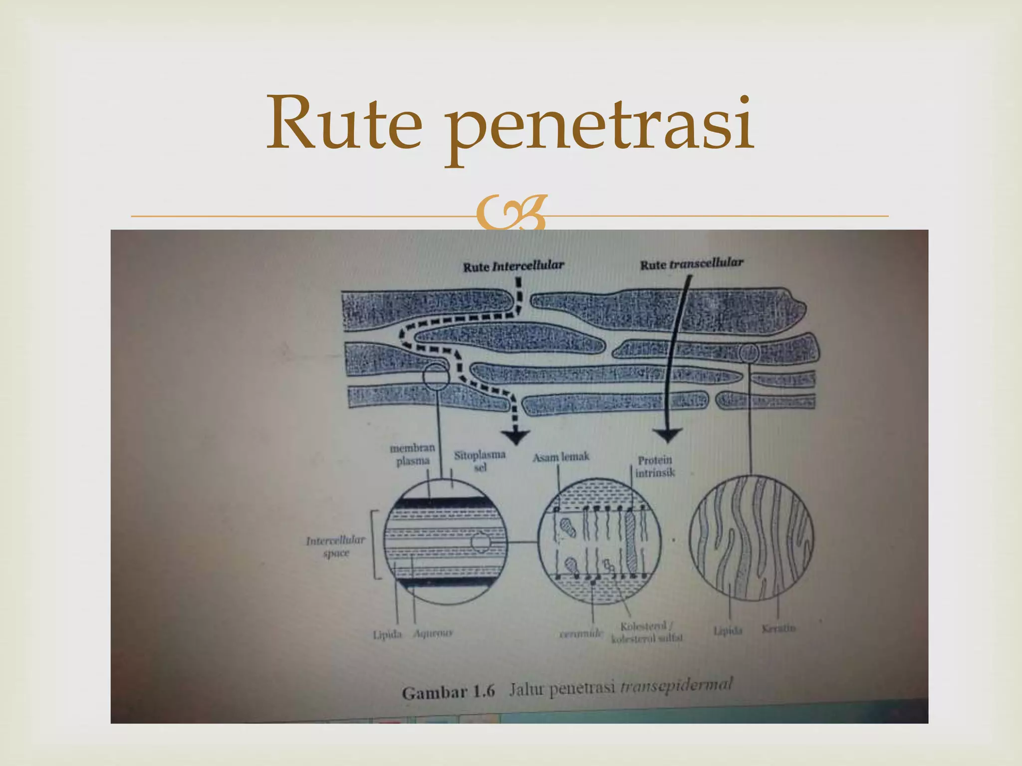 absorpsi obat diberikan secara topikal | PPTX
