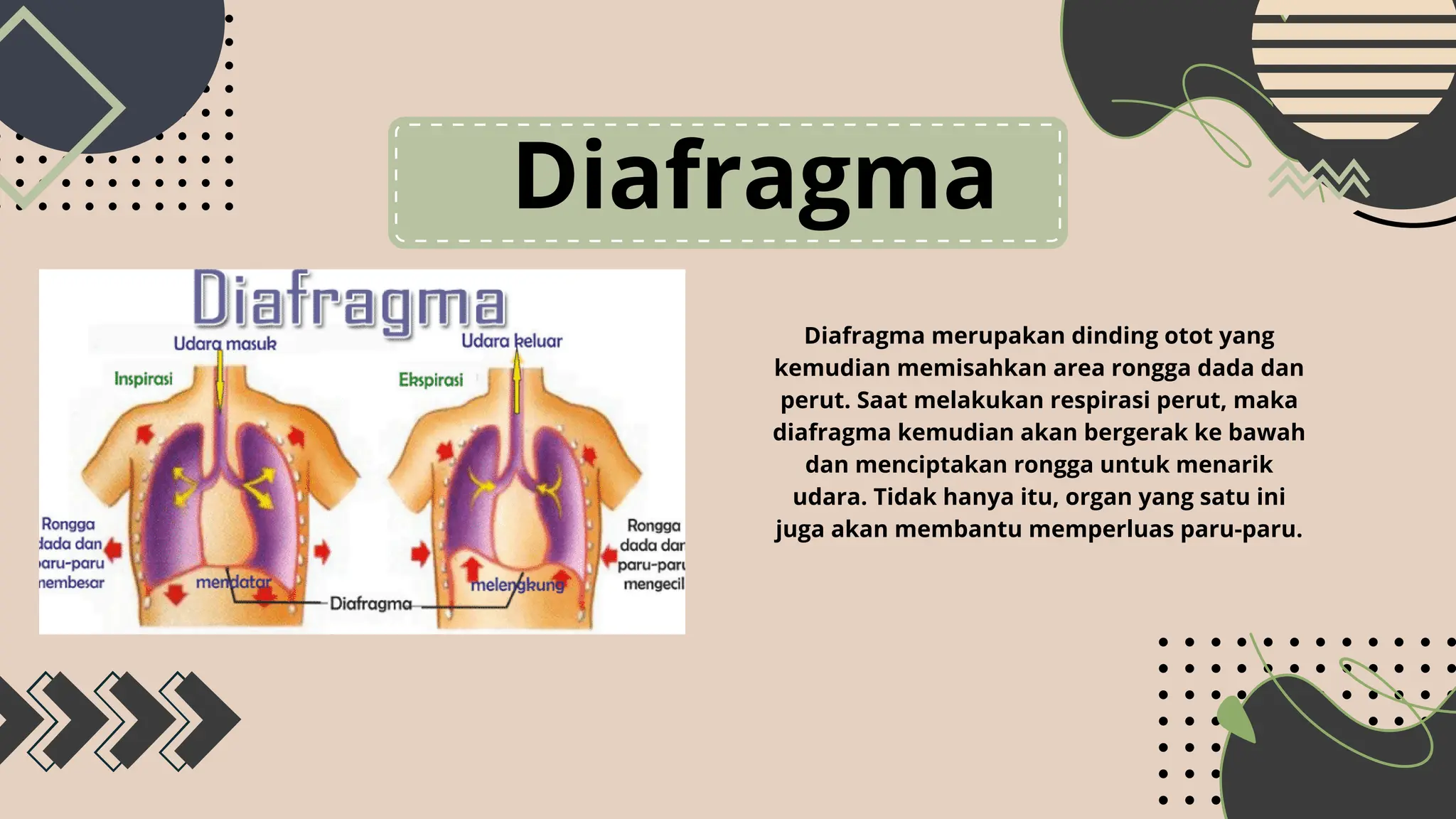 KEL 4 - ANATOMI sistem respirasi s1 kebidanan .pdf