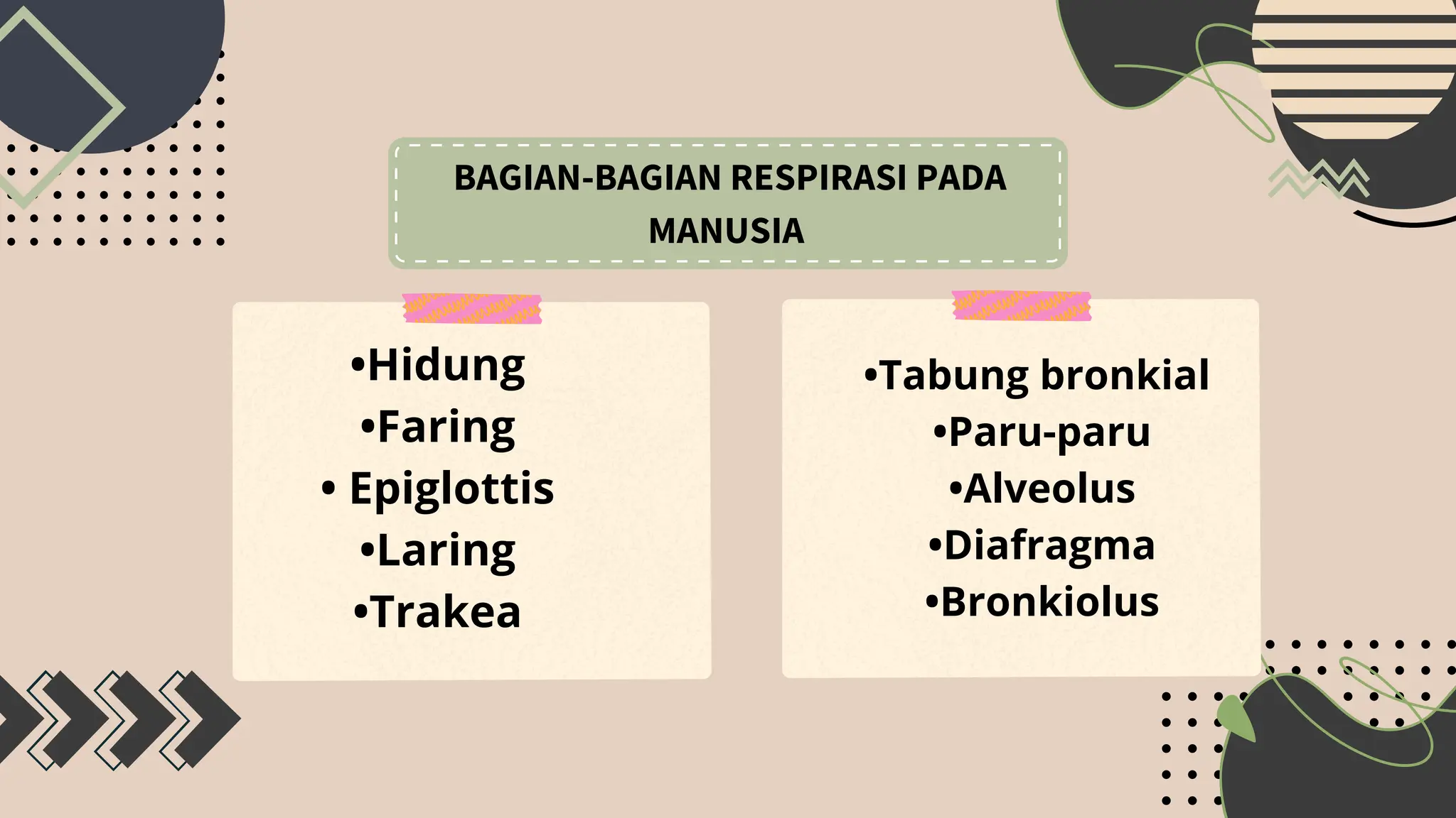 KEL 4 - ANATOMI sistem respirasi s1 kebidanan .pdf