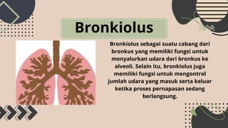 KEL 4 - ANATOMI sistem respirasi s1 kebidanan .pdf