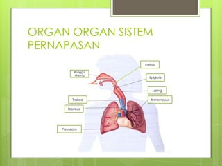 sistem pernapasan | PPTX