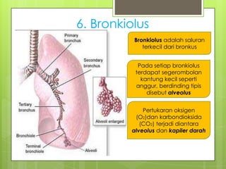 sistem pernapasan | PPTX
