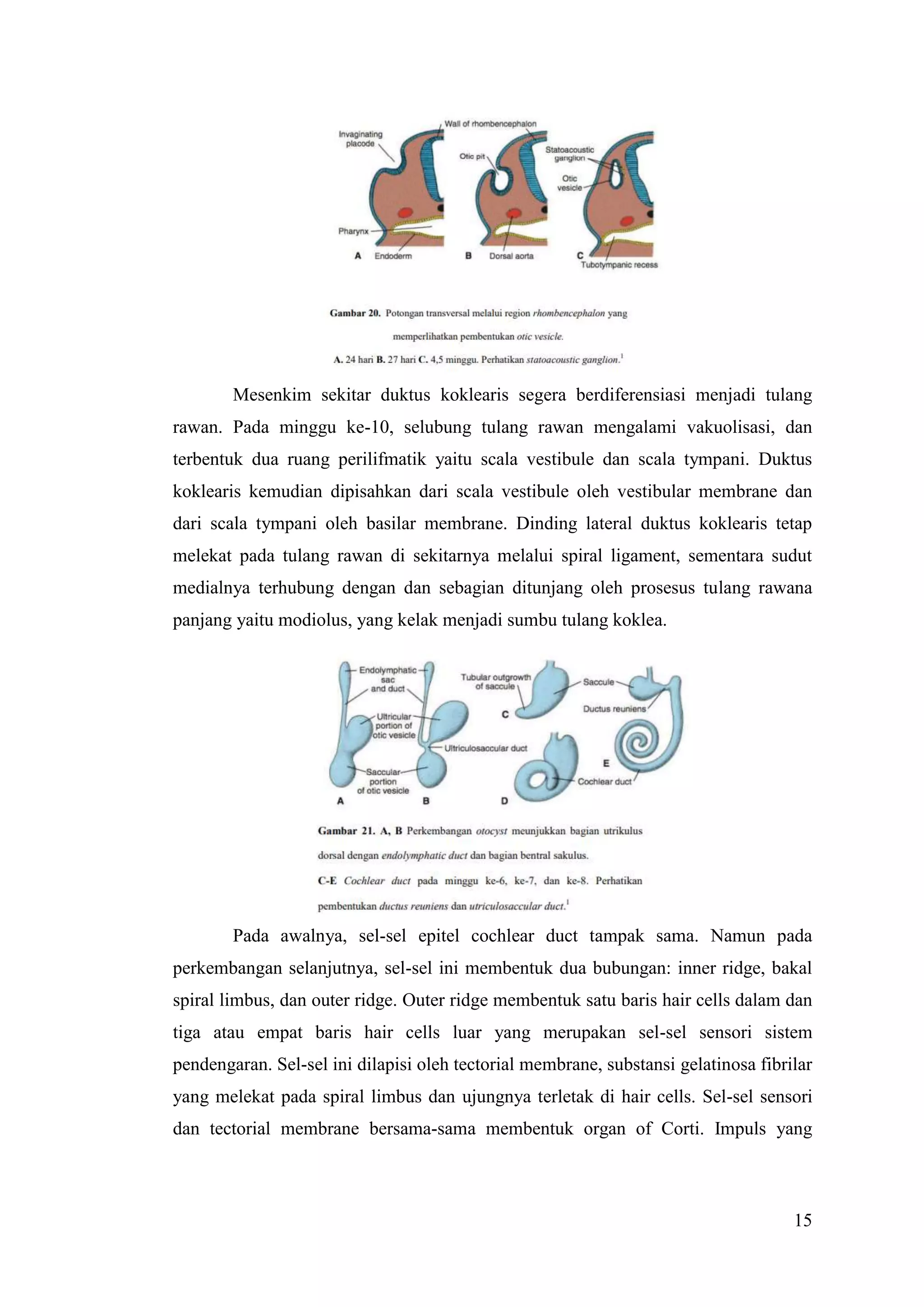 Kel 5 Embriologi Hewan organogenesis.docx