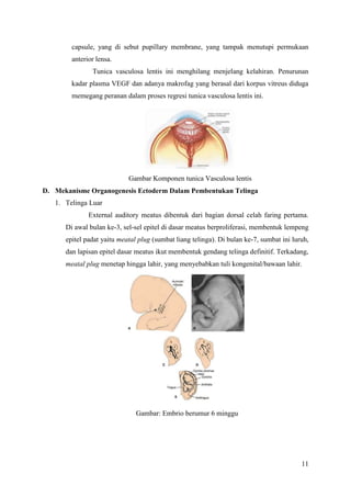 Kel 5 Embriologi Hewan organogenesis.docx