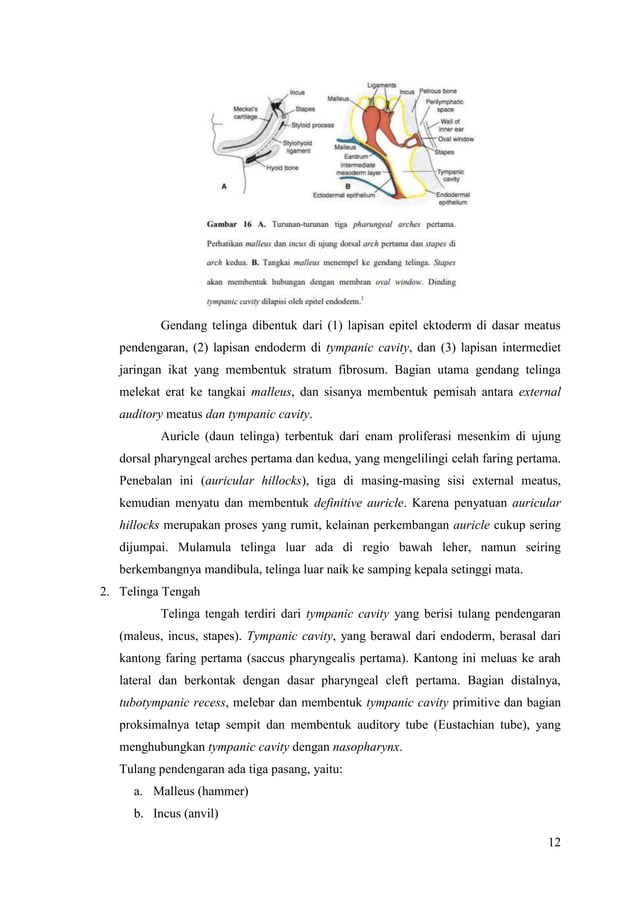 Kel 5 Embriologi Hewan organogenesis.docx