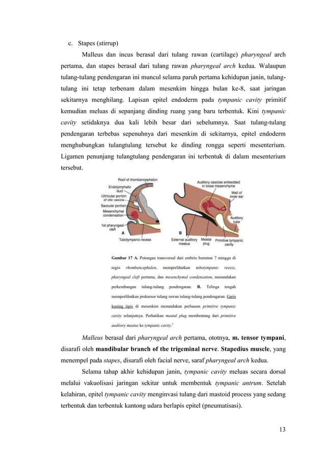 Kel 5 Embriologi Hewan organogenesis.docx