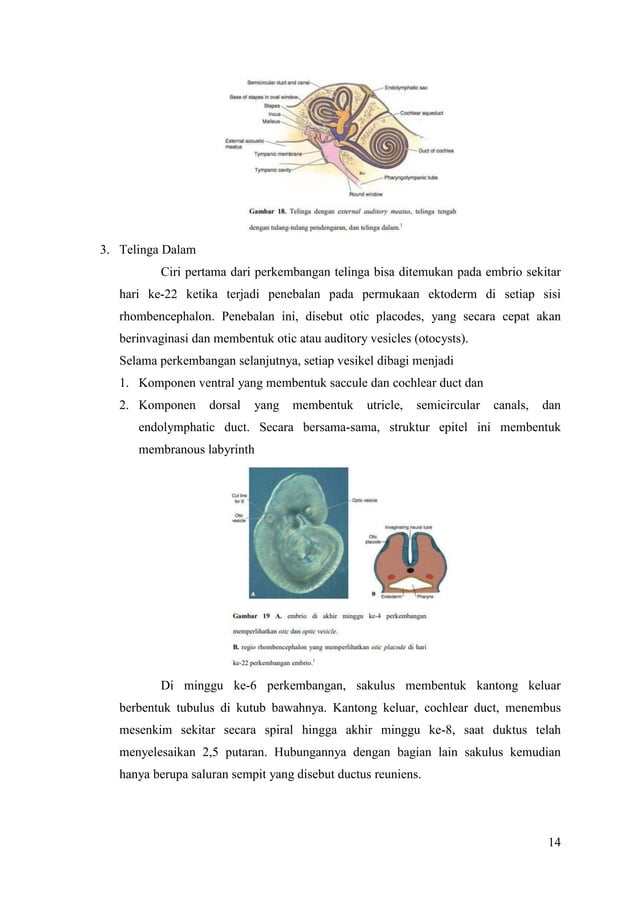 Kel 5 Embriologi Hewan organogenesis.docx