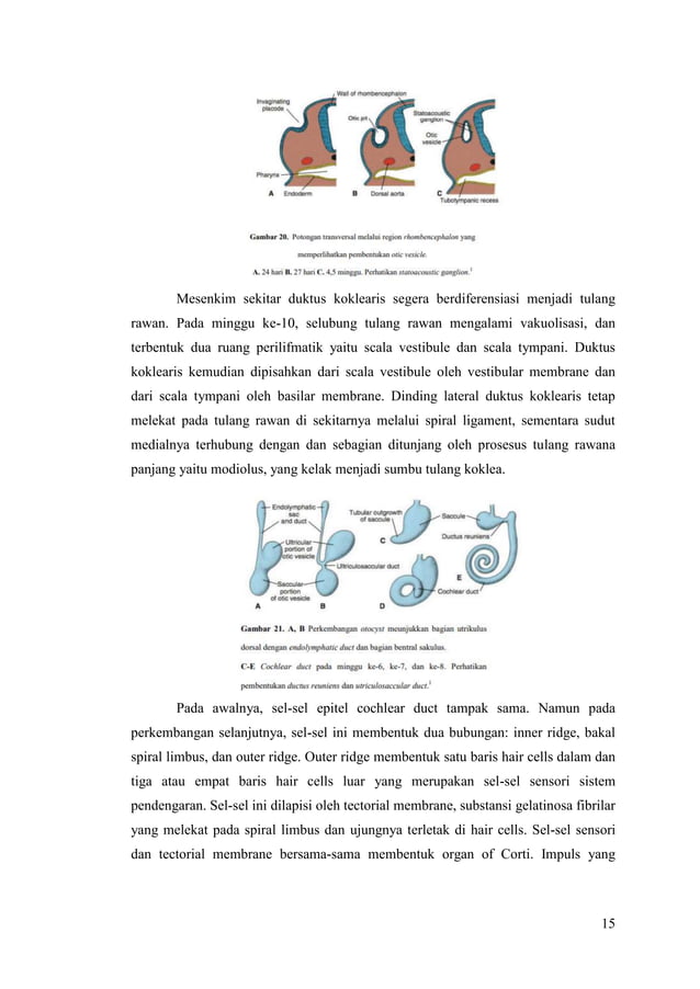 Kel 5 Embriologi Hewan organogenesis.docx