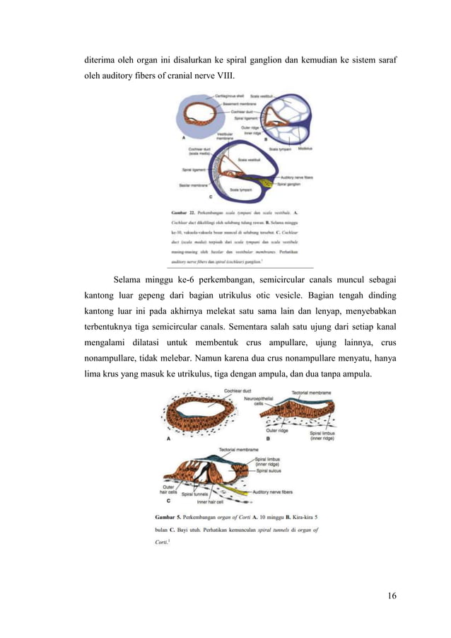 Kel 5 Embriologi Hewan organogenesis.docx