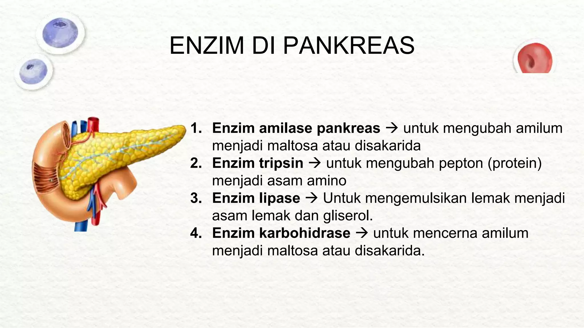 KEL 5 ENZIM PENCERNAAN.pptx