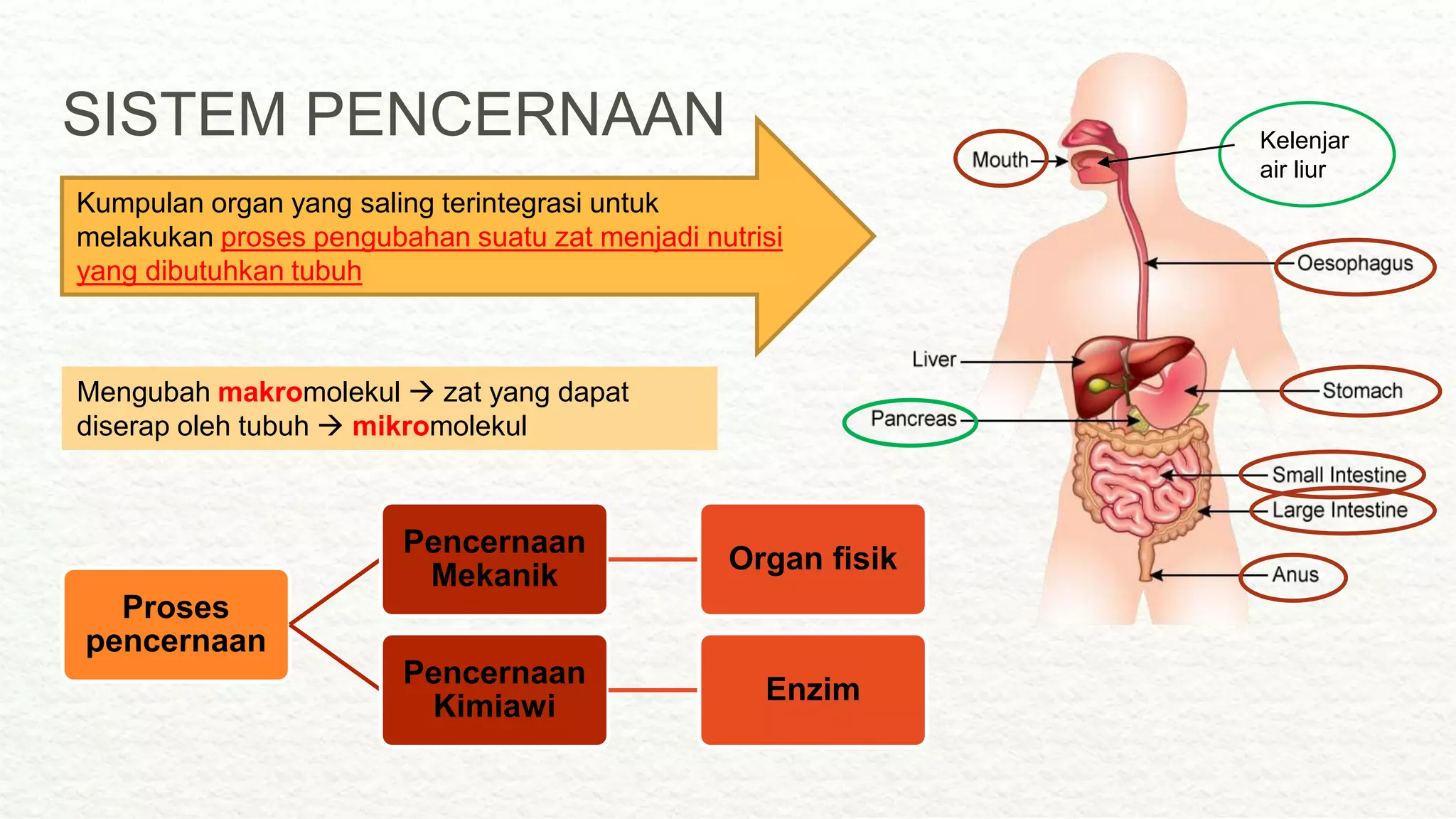 KEL 5 ENZIM PENCERNAAN.pptx