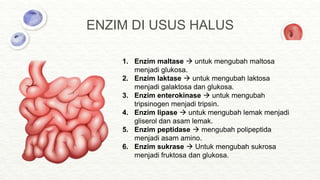 KEL 5 ENZIM PENCERNAAN.pptx