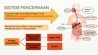 KEL 5 ENZIM PENCERNAAN.pptx