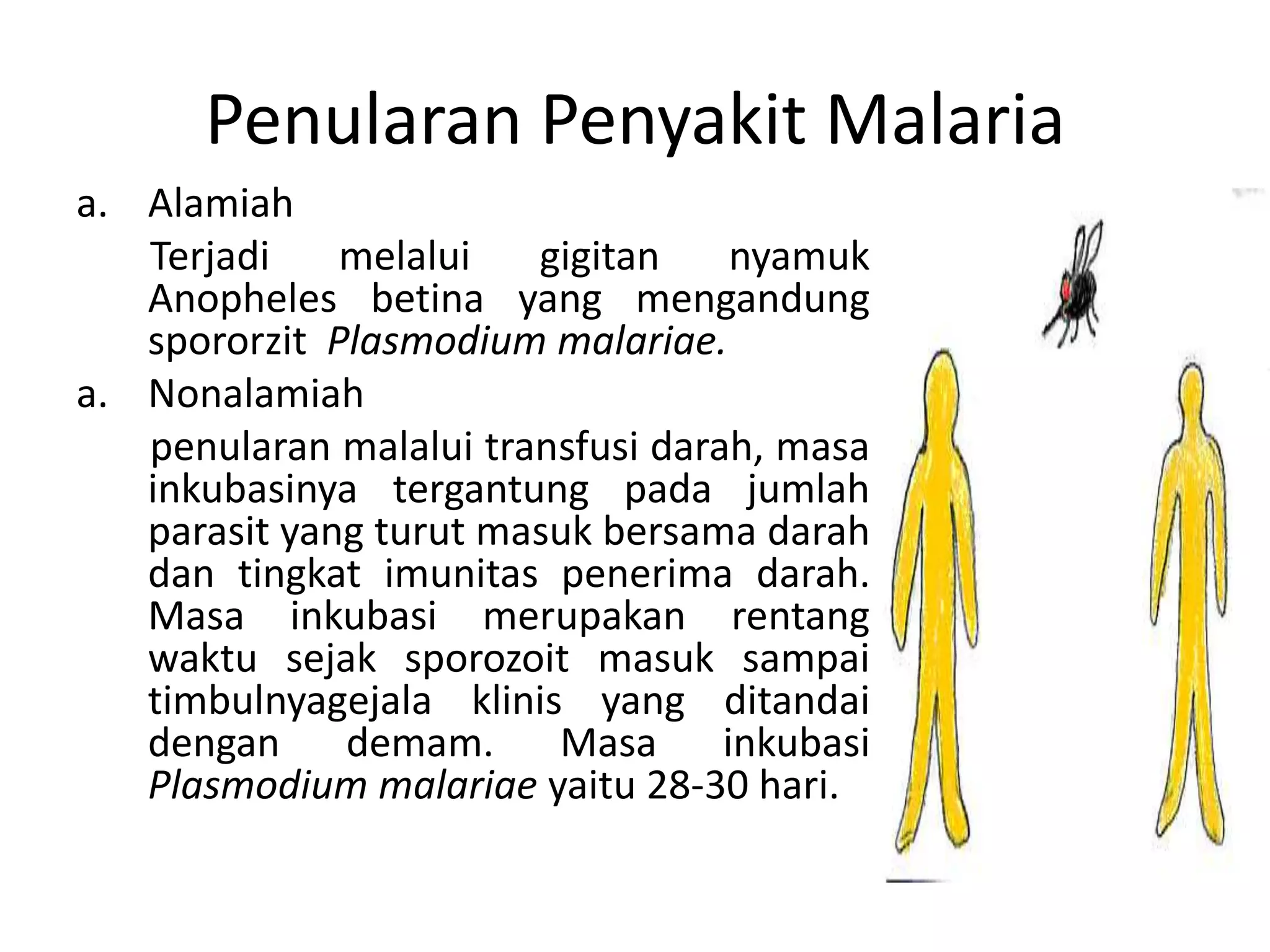Kel 5 plasmodium malariae | PPTX