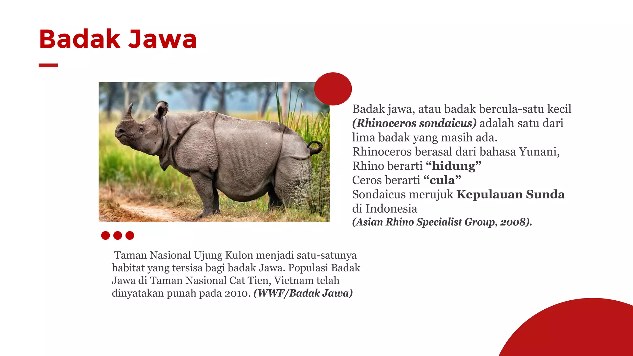 Rhinoceros Javan | PDF