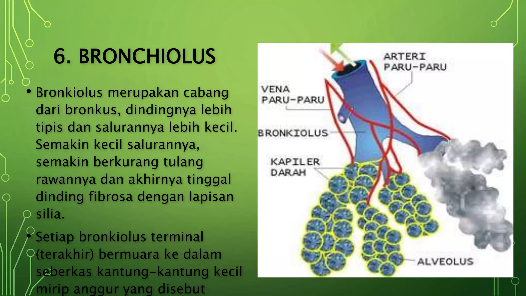 Kel 6 sistem respirasi vertebrata | PPTX